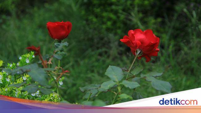 10 Taman Bunga di Bali yang Indah dan Instagramable