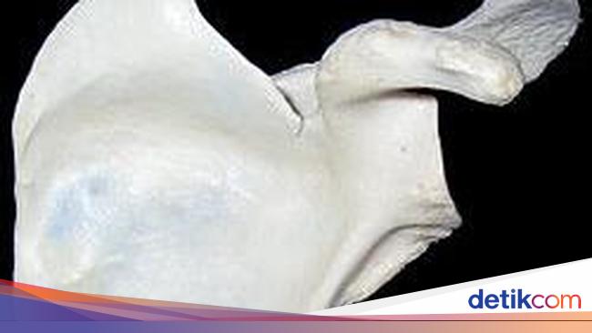 Mengenal Tulang Belikat: Struktur, Ciri dan Fungsinya