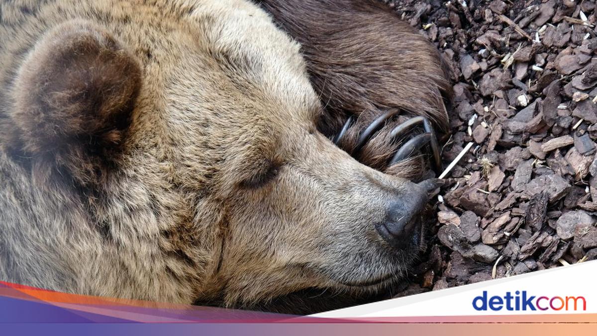 Hibernasi Adalah: Proses, Cara Kerja, dan Contoh Hewannya