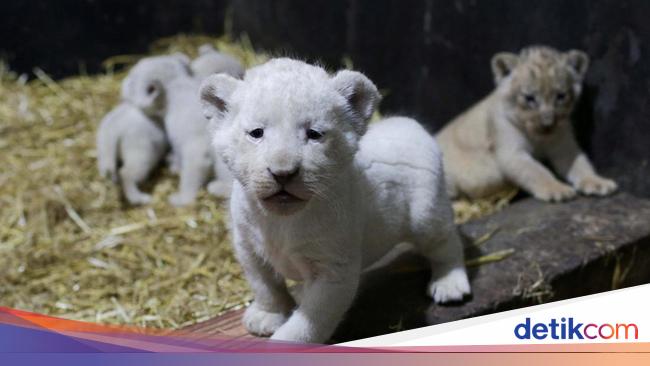 Lucunya Singa Putih yang Baru Lahir di Aljazair Ini