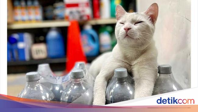 10 Potret Kucing Saat Malas-malasan Jadi 'Pegawai' Toko Makanan