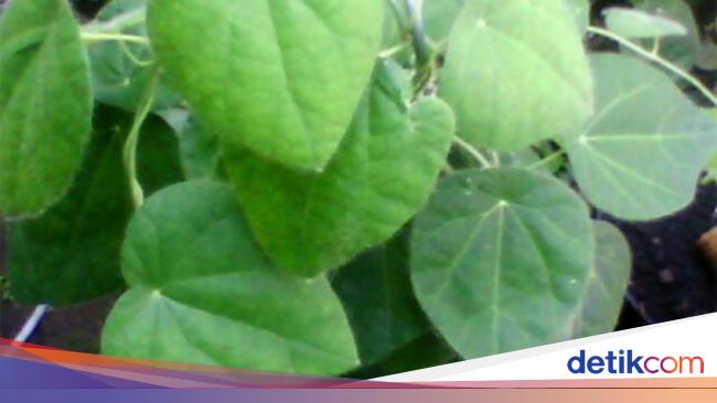 Mengenal Manfaat Daun Cincau Dan Cara Mengolahnya