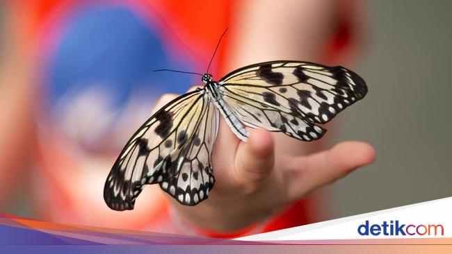 Studi: Kupu-kupu Ingat Pengalaman saat Masih Berupa Ulat