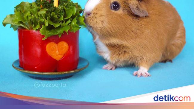 Marmut Imut 'Fuzzberta' Ini Hobi Kulineran Seperti Food Vlogger Kece!