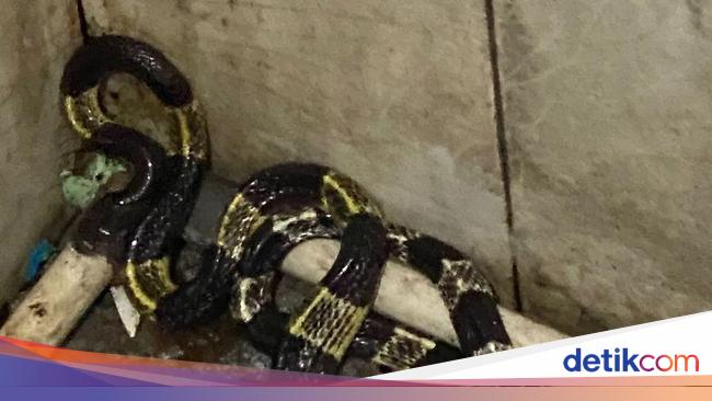9 Aroma yang Tidak Disukai Ular, Bawang hingga Kayu Manis