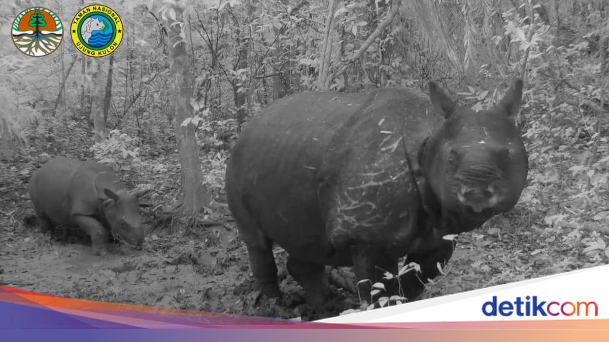 Senangnya, Dua Ekor Badak Jawa Lahir dengan Selamat