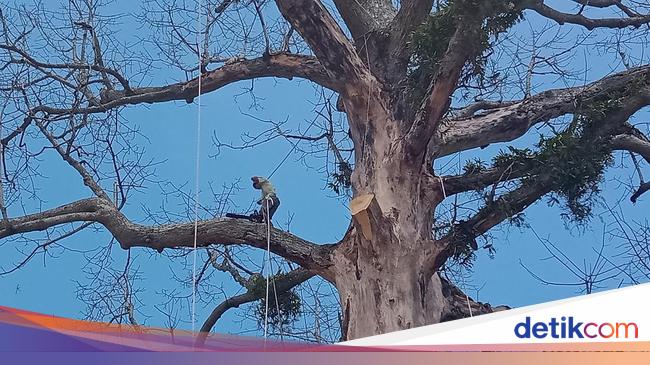 Akhir Riwayat Pohon Randu Alas Raksasa di Klaten: Ditebang-Jadi Tontonan