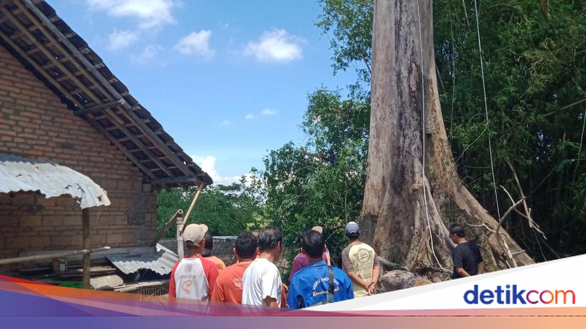 Cerita Blandong soal Penebangan Pohon Randu Alas Berusia 3 Abad di Klaten