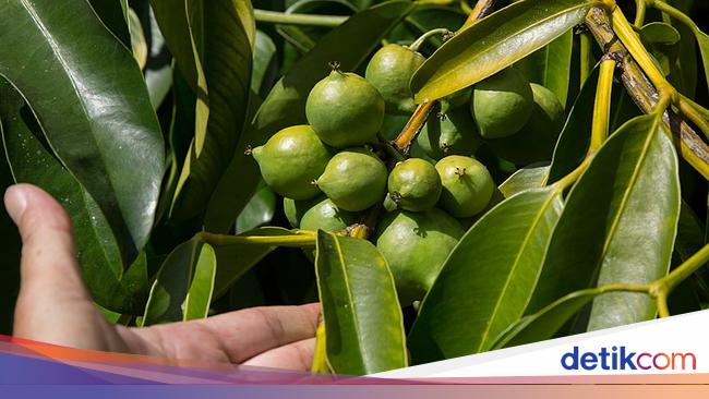 Buah Mundeh Bali: Sejarah dan Khasiatnya untuk Kesehatan