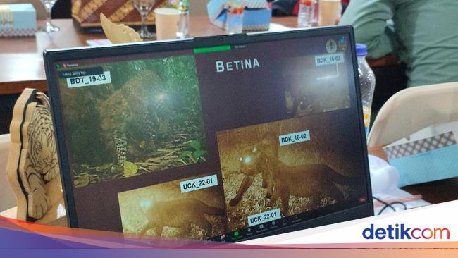 BBKSDA Temukan 5 'Kucing Besar' Penghuni Gunung Sawal
