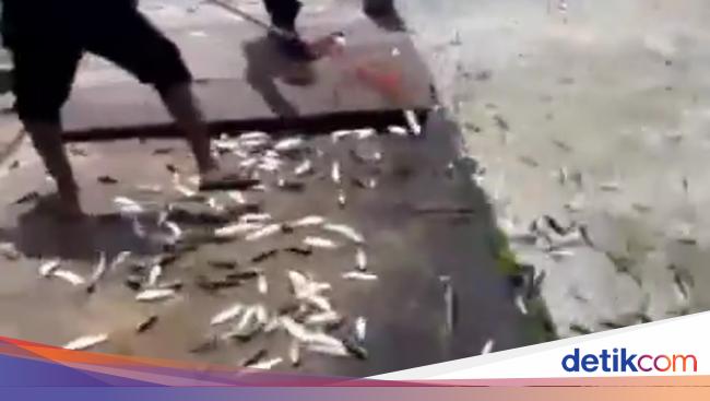 Viral Ikan-ikan Lompat dari Laut ke Pantai Pulau Bidadari, Ini ...