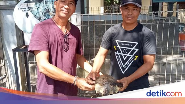 Kasihan! Penyu yang Terancam Punah Terjerat Jaring Nelayan di Jembrana Kasihan! Penyu yang Terancam Punah Terjerat Jaring Nelayan di Jembrana