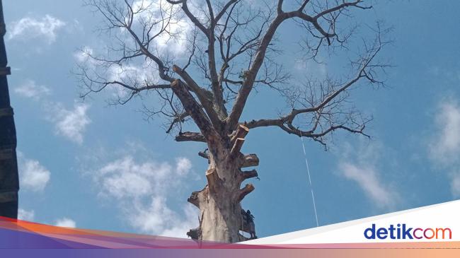 Hari Ketiga Pohon Randu Alas 3 Abad Klaten Ditebang: Tambang Sempat Putus