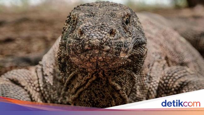 36 Orang Diserang Komodo, 5 Meninggal Dunia
