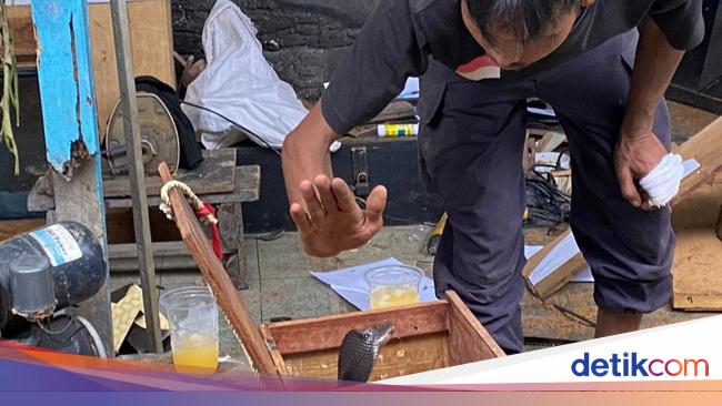 Begini Rasa dan Efek Digigit King Cobra