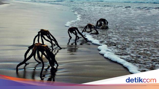 Lidah Buaya Ini Malah Dikira Alien Dan Bikin Heboh