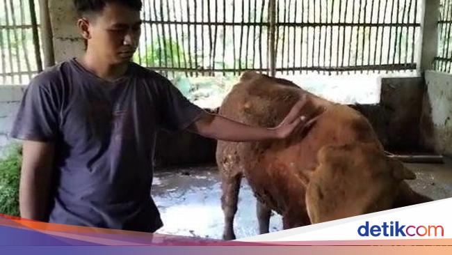 Sapi di Boyolali Terpapar Virus LSD, Dinas Peternakan: Seminggu Bisa Sembuh Sapi di Boyolali Terpapar Virus LSD, Dinas Peternakan: Seminggu Bisa Sembuh