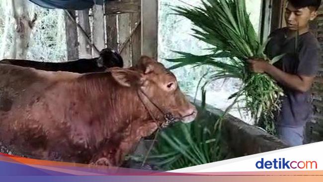 104 Sapi di Boyolali Kena LSD Sejak Oktober, Disnakan: Penyebarannya ...