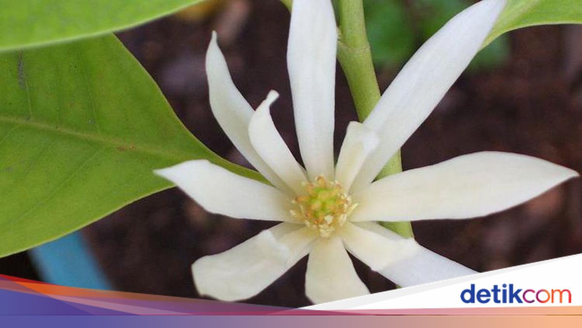 Makna Lagu Bungong Jeumpa dari Aceh, Bukan Sekadar Bunga