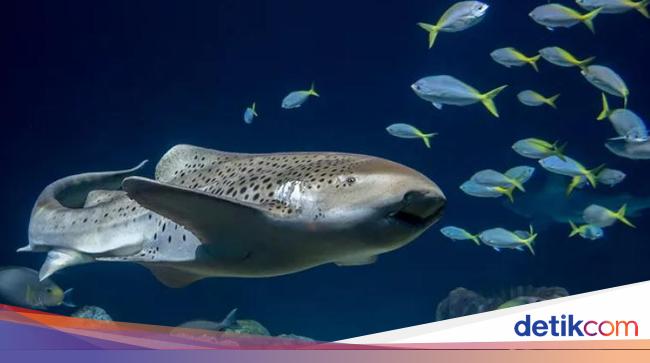 Fenomena Unik, Hiu Zebra Melahirkan Tiba-tiba Tanpa Kawin