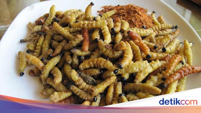Makanan Ekstrem Ulat Jati: Kandungan Gizi hingga Cara Mengolah Jadi Masakan