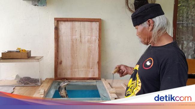 Kata Ki Kebo Kenongo soal Warga Kalsel Tewas Digigit Kobra