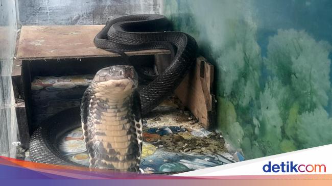 Bukan Pakai Bawang Merah! Ini Pertolongan Pertama saat Digigit Ular Berbisa