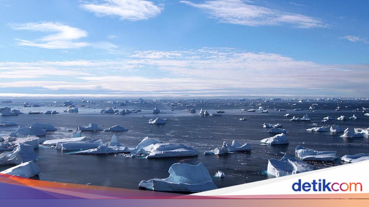 Ternyata Ini Predator Puncak di Arktik, Bukan Beruang Kutub!
