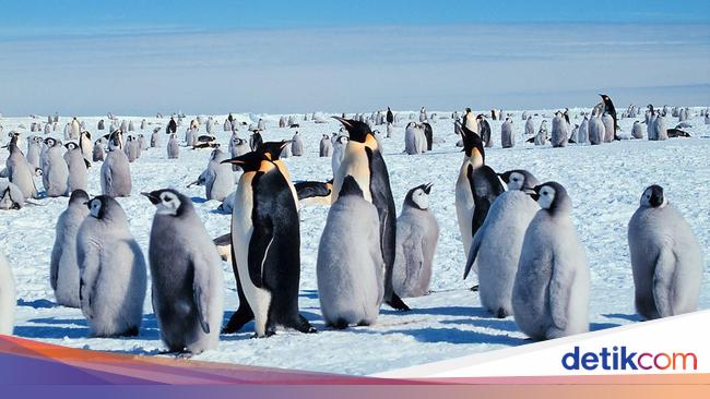 Saat Satelit Tak Sengaja Abadikan Koloni Penguin Kaisar Saat Satelit Tak Sengaja Abadikan Koloni Penguin Kaisar