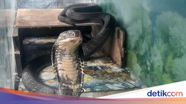 Apakah Ular Sendok Hitam Sama dengan Kobra Jawa? Simak Faktanya!