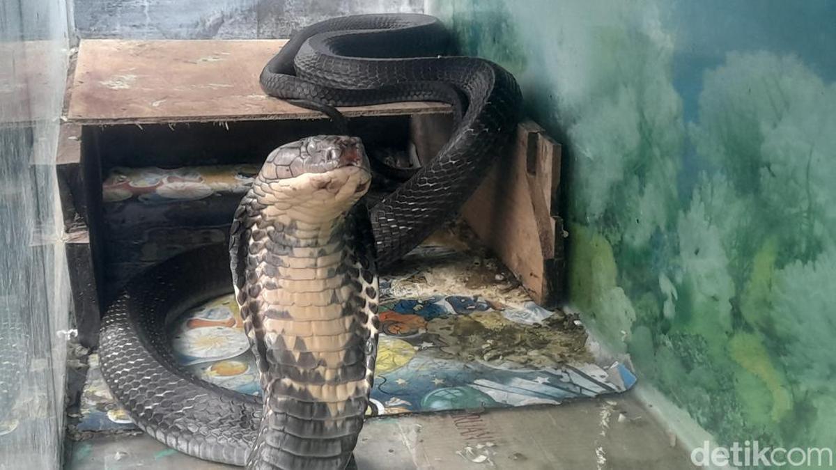 Gigitan Ular Banyak Makan Korban, Pakar: Info Komunitas Reptil Sering Tak Tepat!