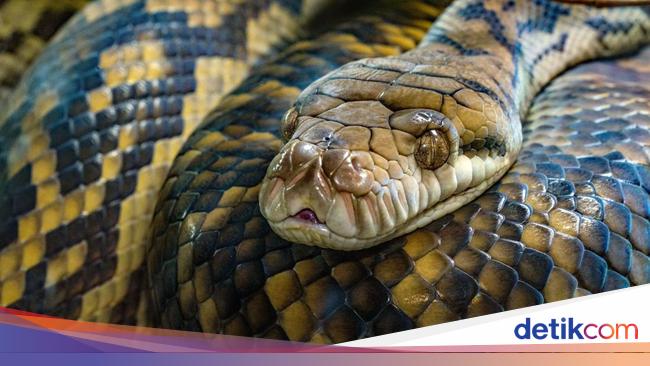 Sajaul Al-Aqra, Ular yang Menemani Alam Kubur Orang-orang Lalai Salat