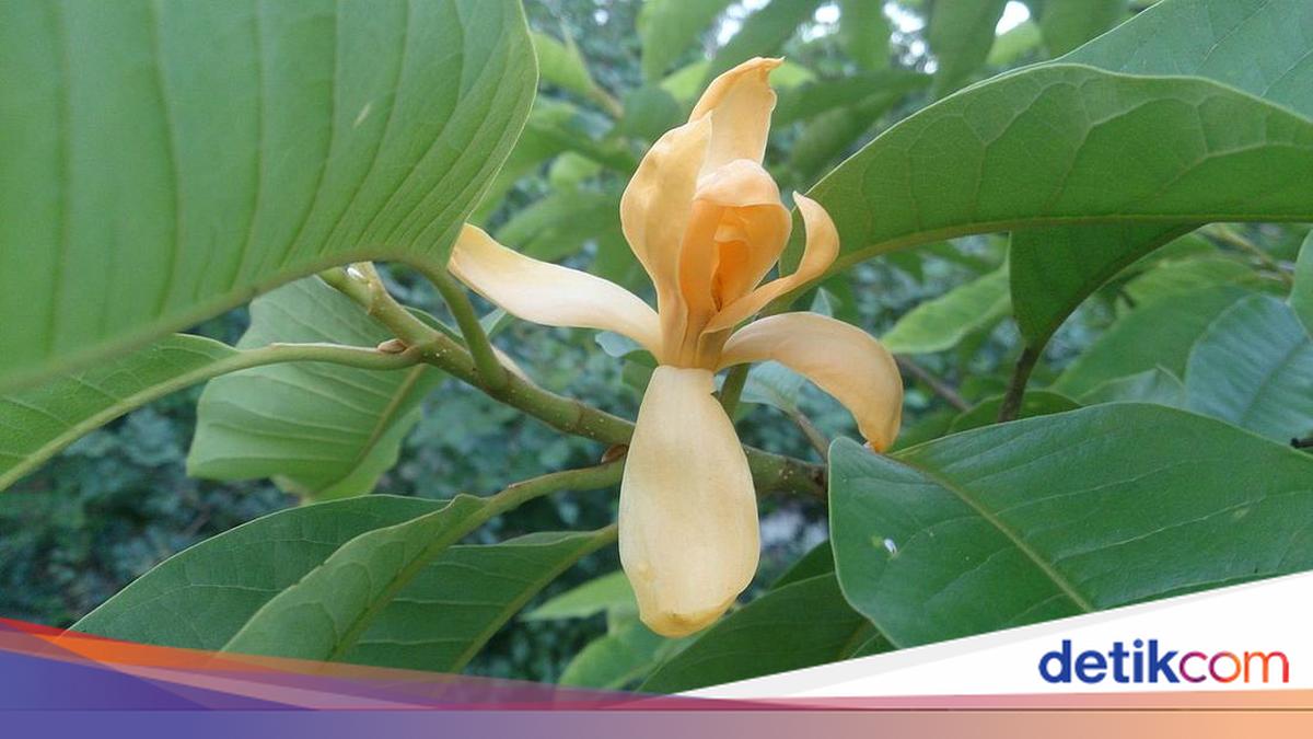 Lirik dan Arti Lagu Daerah Bungong Jeumpa dari Aceh