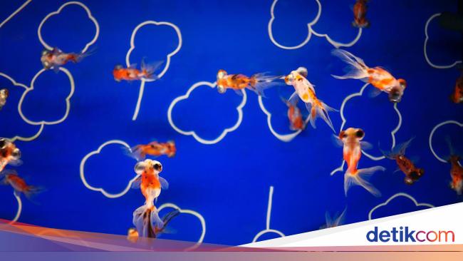 Sejarah Ikan Mas Koki Bali, Jenis, dan Cirinya