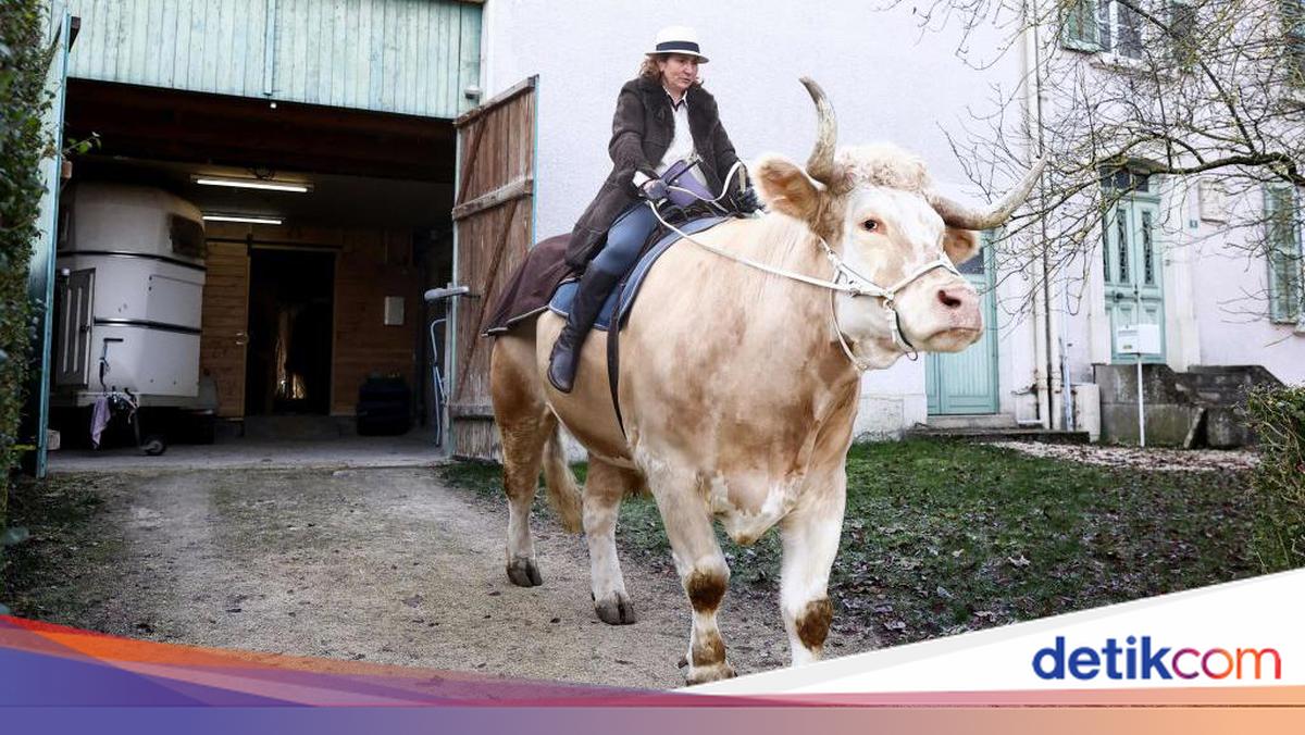 Kenapa Banteng Suka Menyeruduk Jika Disodorkan Kain Merah? Ini ...