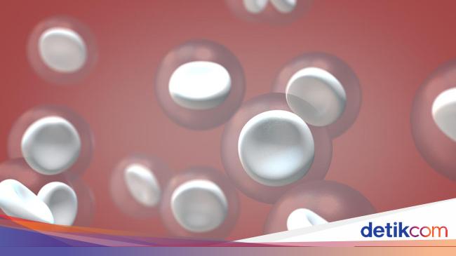 Limfosit Adalah: Definisi, Jenis, dan Rentang