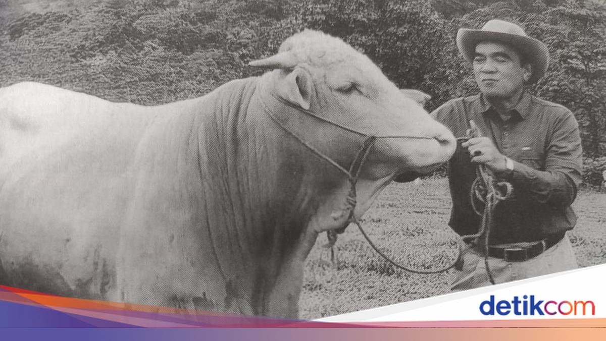 Siswono Yudo Husodo, Tinggalkan Nasdem Demi Beternak Sapi