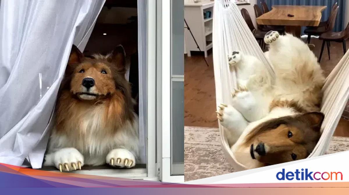 Pria ini Rogoh Rp 244 Juta demi Hidup Seperti Anjing