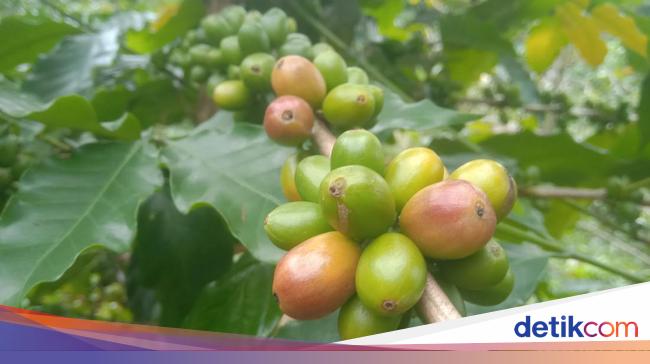 Potensi Besar Kopi Kuningan yang Layak Diekspor
