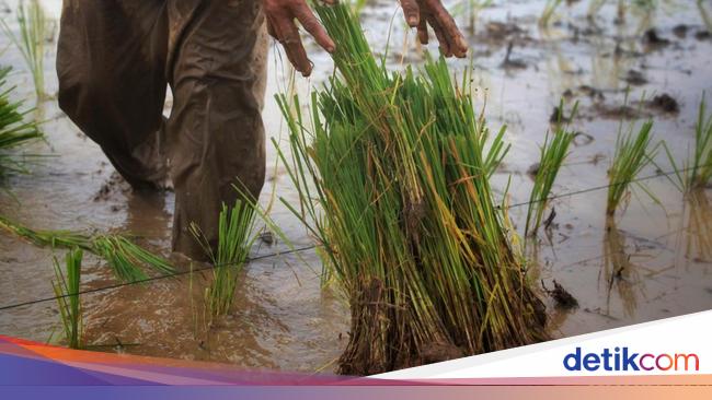 Mengenal Mangenta, Tradisi Sambut Musim Panen Ala Suku Dayak