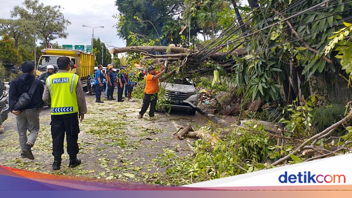Angin Kencang Akibatkan 20 Pohon Tumbang di Denpasar