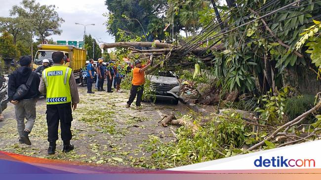 Angin Kencang Akibatkan 20 Pohon Tumbang di Denpasar