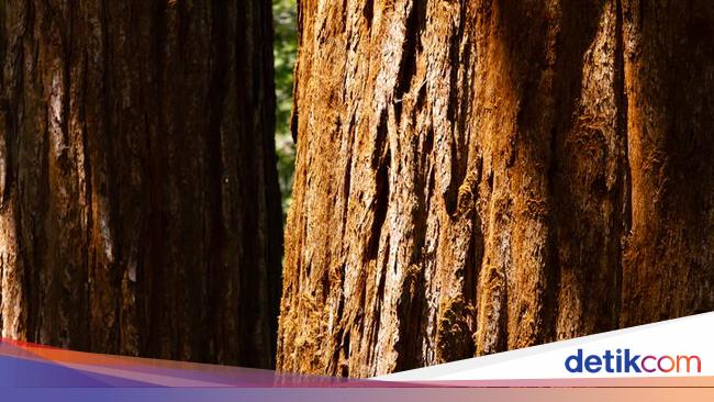 Tentang Pohon Thuba yang Menaungi Seluruh Surga dan Beraroma Kasturi