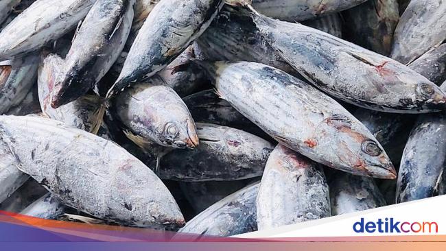 205 Ton Ikan Cakalang RI Meluncur ke Jepang