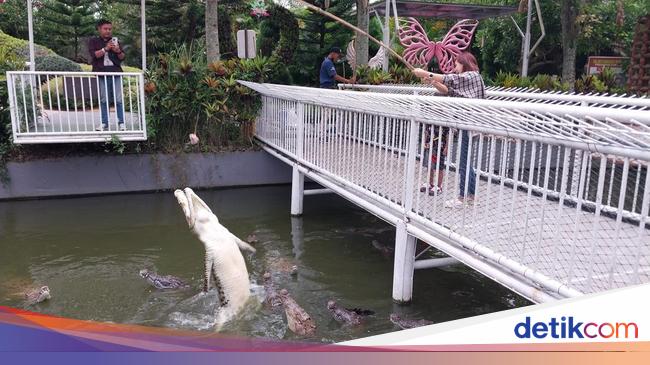 Melihat Buaya di Predator Fun Park Kota Batu, Wisata Edukasi Isi Liburan