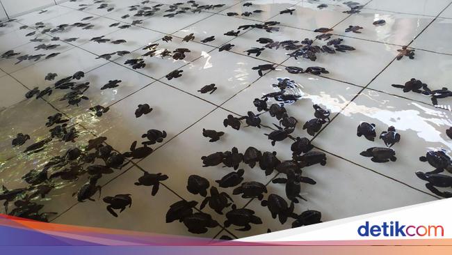 Telur Penyu Menetas di Pesisir Jembrana Terus Berkurang