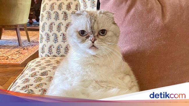 Kucing Milik Taylor Swift Jadi Hewan Terkaya Ketiga di Dunia, Kok Bisa Sih?