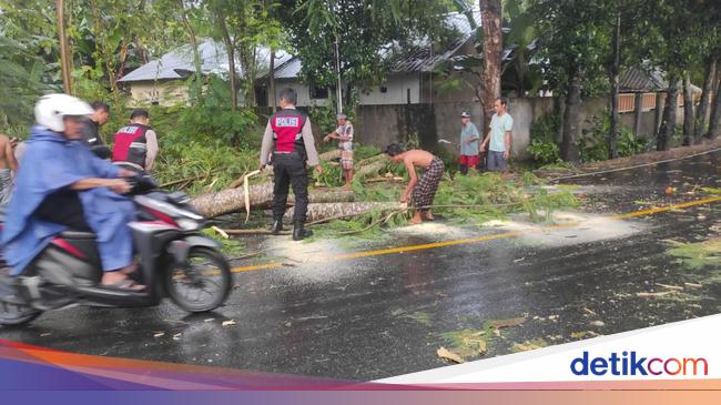 Hendak ke Pasar, IRT di Lombok Tewas Tertimpa Pohon Tumbang Hendak ke Pasar, IRT di Lombok Tewas Tertimpa Pohon Tumbang