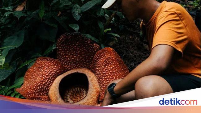 Rafflesia di Hadapan Kepunahan, Kesuksesan Konservasi RI Jadi Inspirasi
