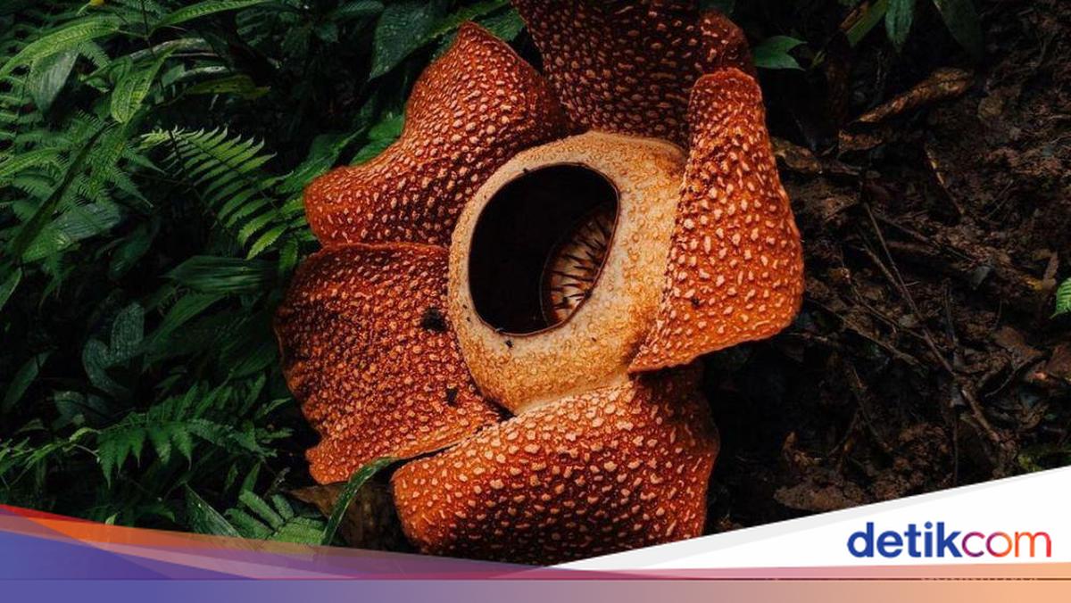 Mengenal Rafflesia Arnoldii, Bunga Berbau Khas Asal Bengkulu